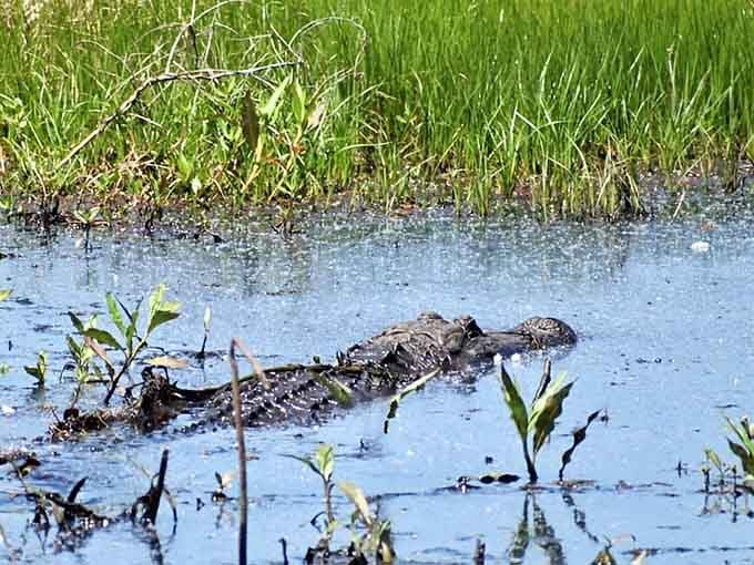 Wildlife at the refuge reminds you that Alabama's natural residents were here first and plan to stay.
