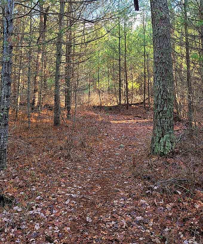 Pine-needle carpeted paths invite you deeper into woods that feel wonderfully removed from everyday chaos.
