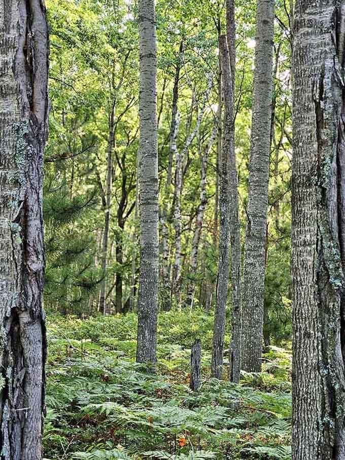 Walking through these birch groves feels like stepping into a nature documentary, except you're the star and cameraman.