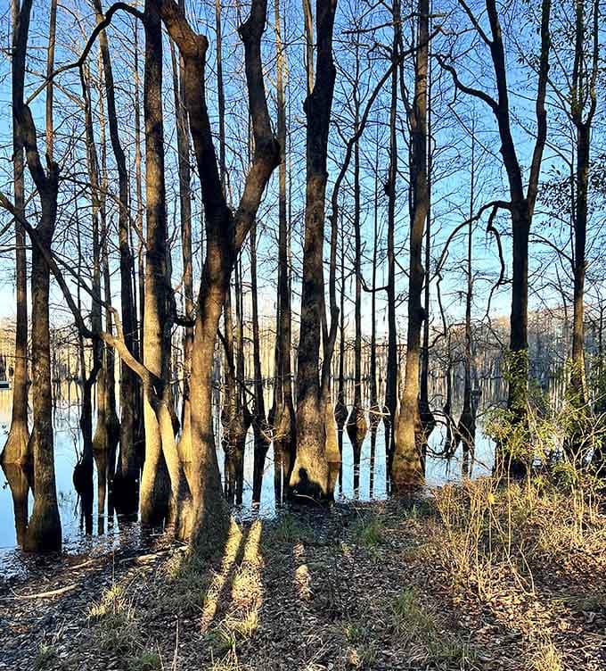 Winter transforms the cypress swamp into a stark, beautiful landscape that proves this park shines in every season of the year.