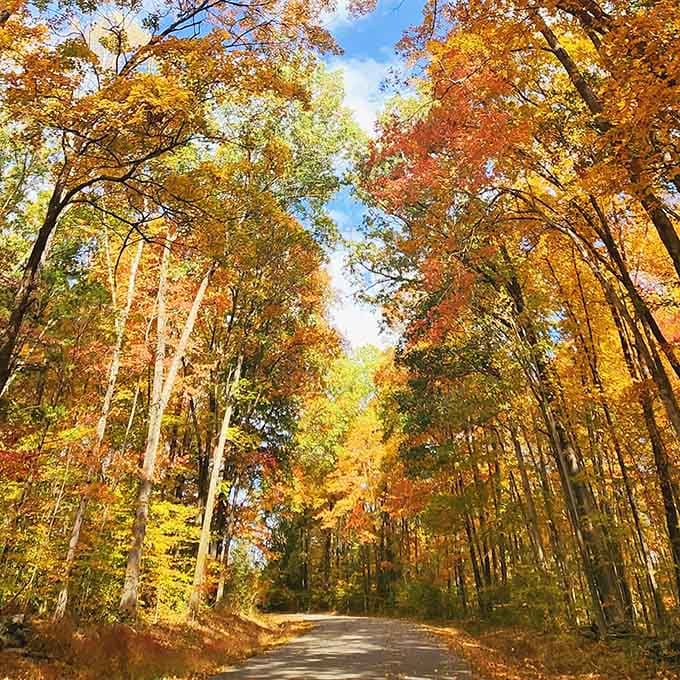 This canopy of autumn glory is what screensavers dream about becoming when they grow up and get real.