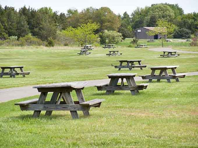 Picnic tables stretching into infinity, ready to host everything from birthday cake to slightly burnt hot dogs.