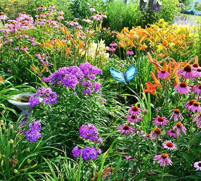 Purple phlox and orange daylilies creating a riot of color that no expensive landscaper could improve upon, just pure Midwestern abundance.