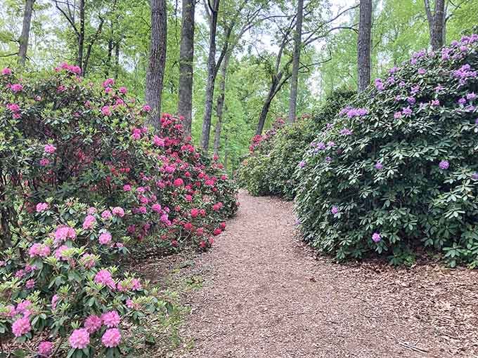 Hamilton Gardens' rhododendron-lined paths prove that sometimes the journey matters more than the destination, especially when it's this pretty.