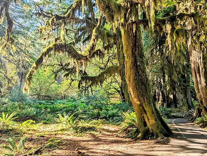 The kind of lush greenery that makes you understand why people write poetry about the Pacific Northwest.