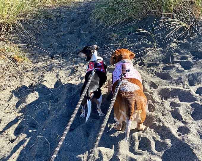 Even the dogs know they've hit the jackpot at this beach, living their absolute best coastal life.