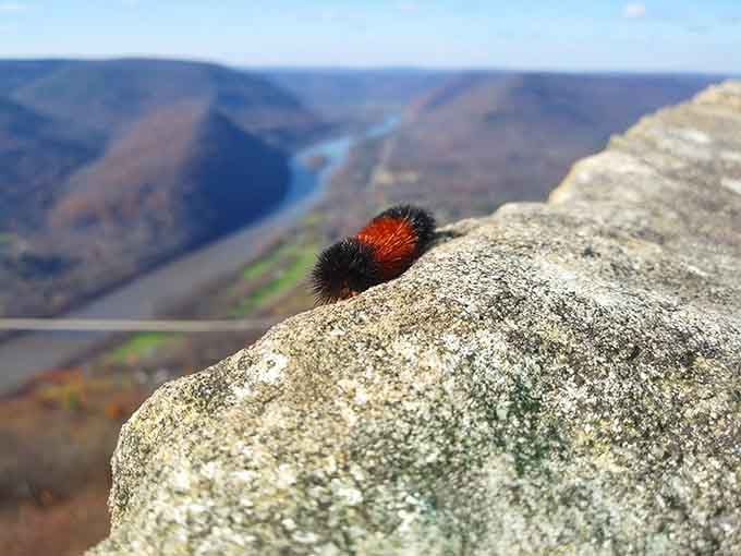 Even the fuzzy caterpillars stop to admire the view: smart little critters know quality scenery when they see it.