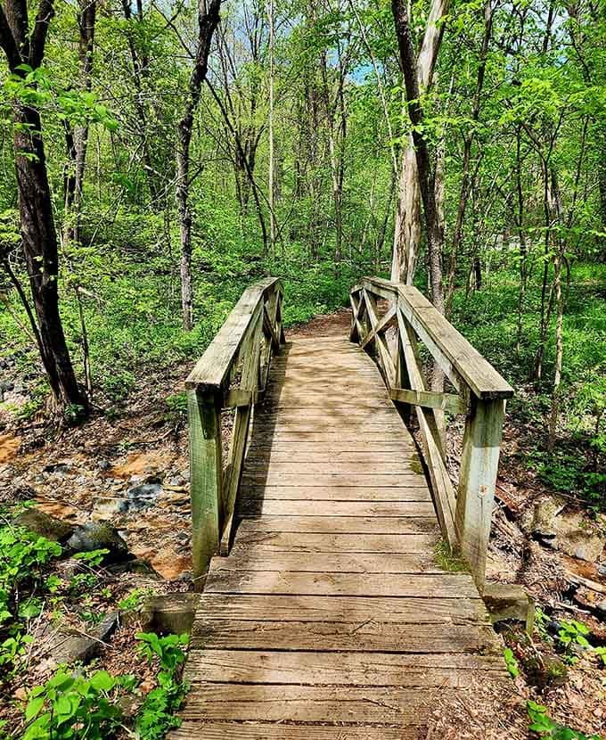 This wooden footbridge invites you deeper into the forest, where adventure waits around every leafy corner.