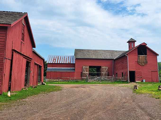Red barns cluster together like old friends catching up, their weathered wood holding secrets of harvests past and simpler times.