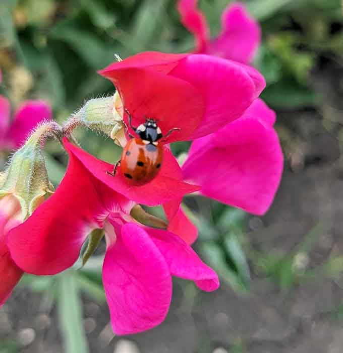 Even the ladybugs can't resist stopping by for a visit to these spectacular blooms.