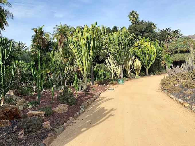 Perfectly manicured hedges frame this pathway like nature's own velvet ropes leading you toward another stunning garden discovery ahead.