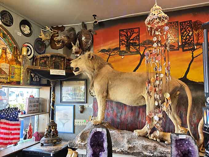 A taxidermied mountain lion surveys the scene with eternal vigilance, surrounded by treasures that defy easy categorization or explanation.
