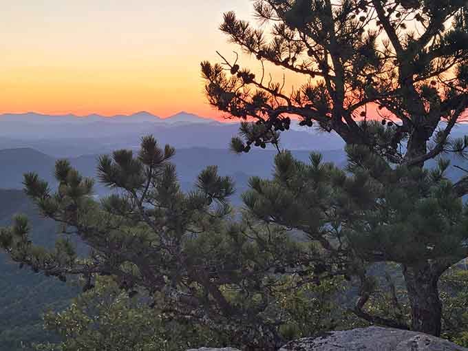 Sunset through the pines creates layers of purple and orange that would make Bob Ross reach for his brushes.