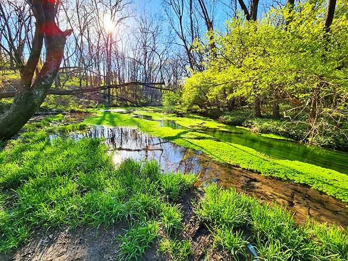 Spring transforms the creek into an emerald ribbon that would make any Irish postcard jealous.