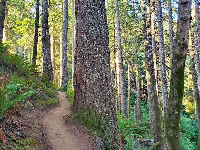 Towering trees line the path like nature's own honor guard, welcoming you to something truly special.