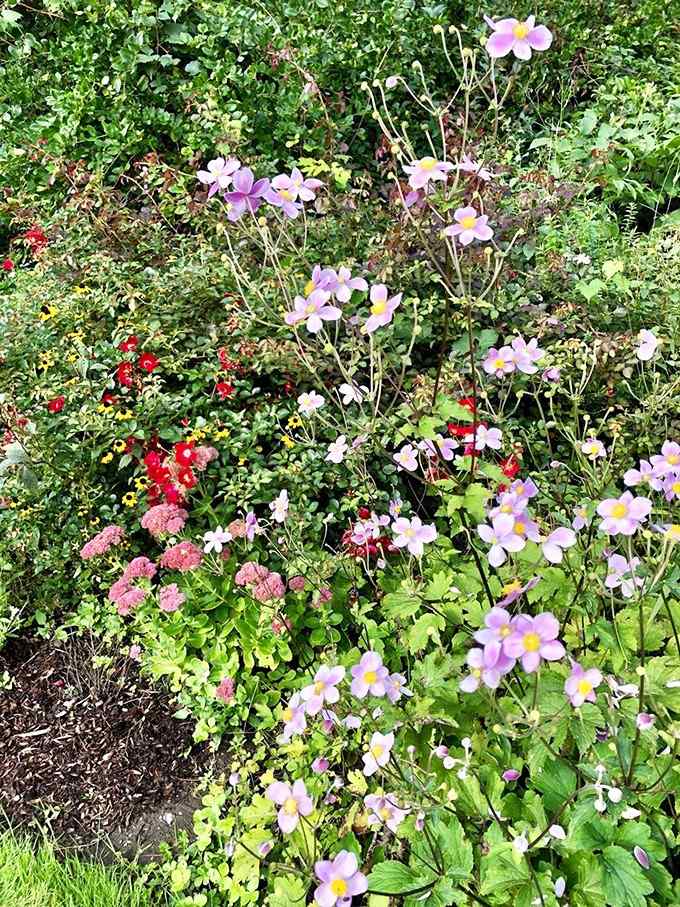 Japanese anemones dancing in the breeze like they're auditioning for a botanical ballet nobody told you about.