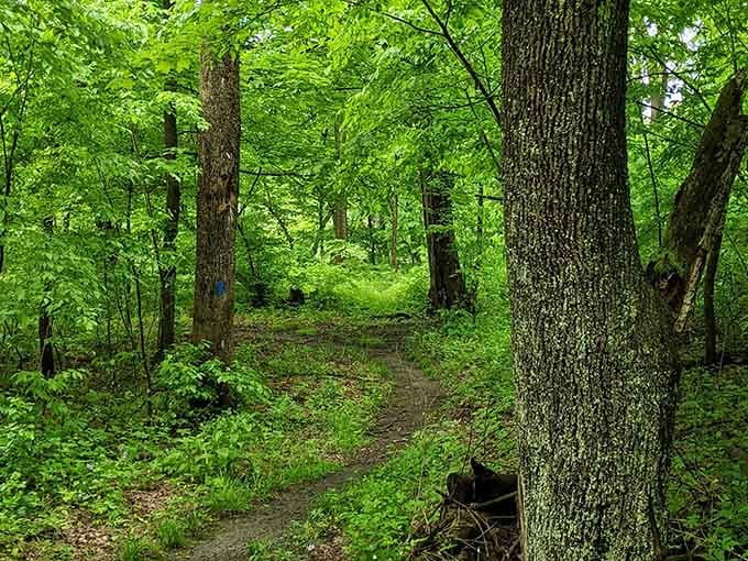 Forest trails near Oneonta mean nature therapy is always just a short drive from your front door.