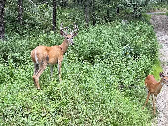 Local wildlife often makes surprise appearances, reminding you this isn't just a tour but genuine wilderness exploration.