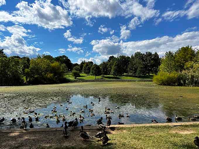 The geese have claimed their waterfront real estate and aren't taking any negotiations, thank you very much for asking.