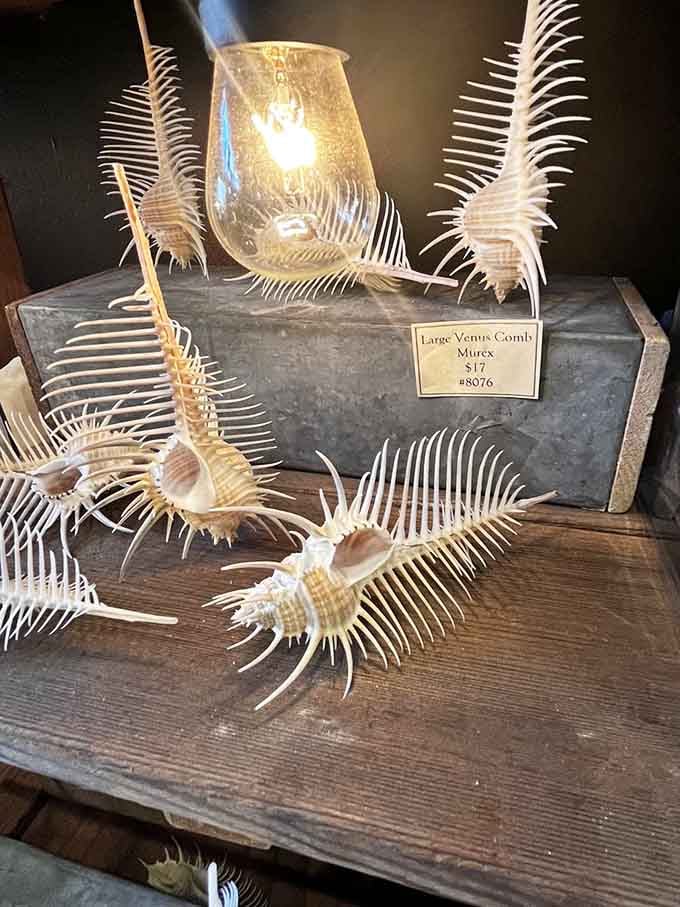 The Venus Comb Murex shell looks like something from a sci-fi movie, but nature designed it first.