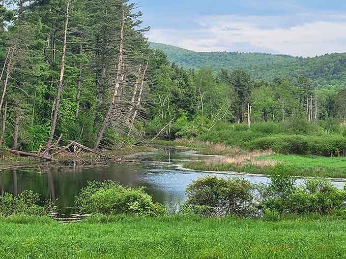 Canoe Meadows Wildlife Sanctuary offers serene wetland views where nature puts on free shows better than cable.