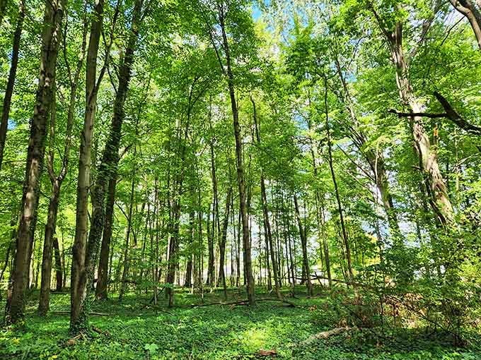 Woods so green and peaceful, you half expect a Disney character to pop out singing.