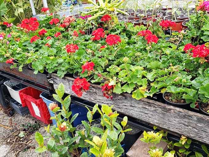 Blooming geraniums ready to transform your yard, because nothing says Florida living like flowers that actually thrive here.