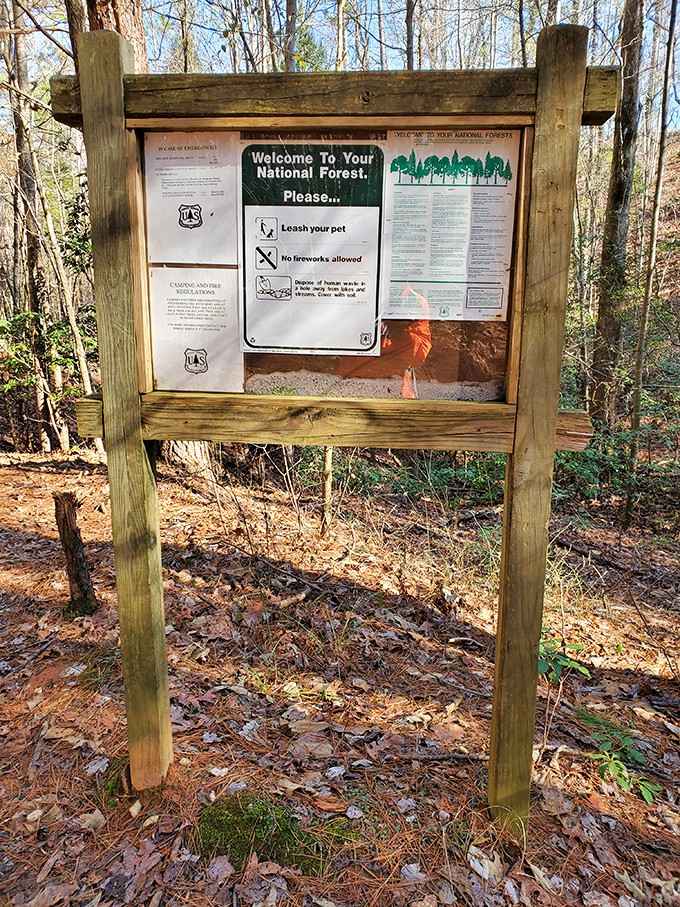 Even the National Forest welcome sign looks inviting, like it's personally greeting you to your own private nature escape.