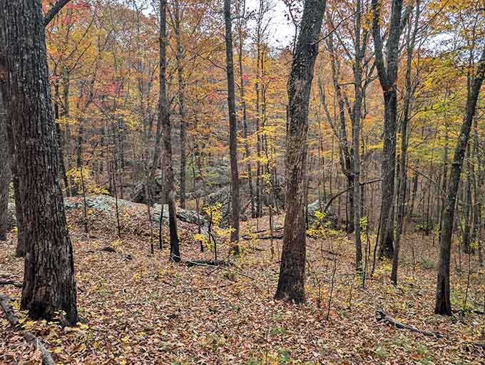 Fall colors turn the forest into a painter's palette, proving Georgia knows how to dress for the season.