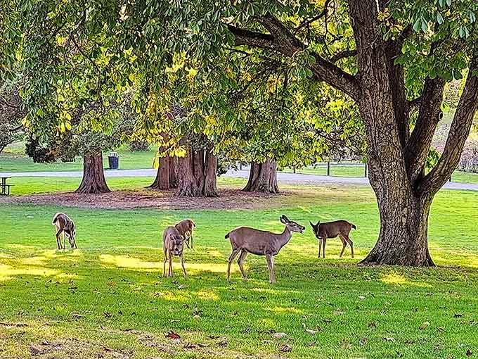 Local deer casually grazing like they're part of the landscaping crew taking their lunch break.