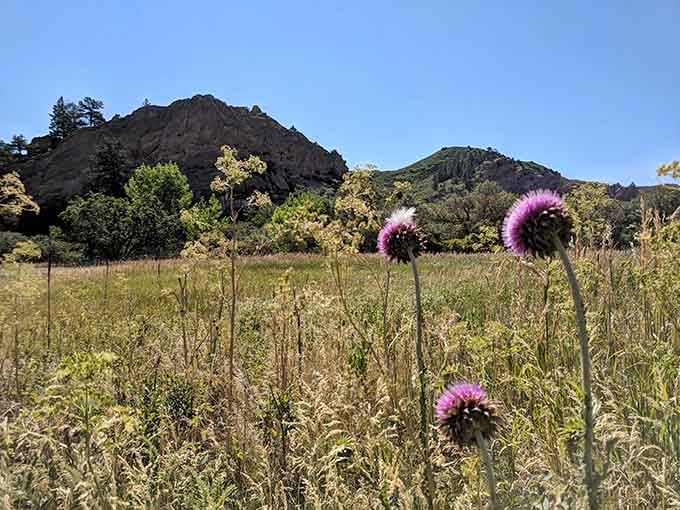 Wildflowers add delicate purple accents to a landscape already bursting with natural color and character.