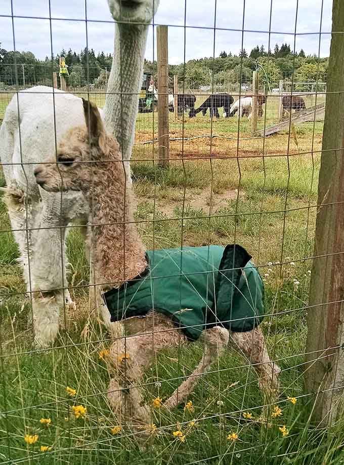 Even through the fence, this curious creature is plotting the most photogenic way to steal your heart completely.