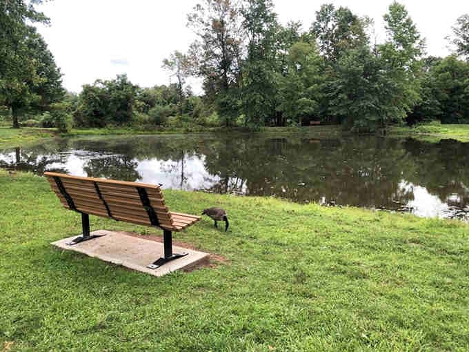 A peaceful pond with a bench perfectly positioned for contemplating life's big questions or just catching your breath.