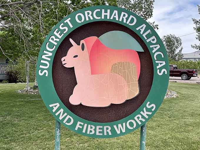 The cheerful signage at Suncrest Orchard promises exactly what it delivers: alpacas, fiber, and pure Colorado happiness.