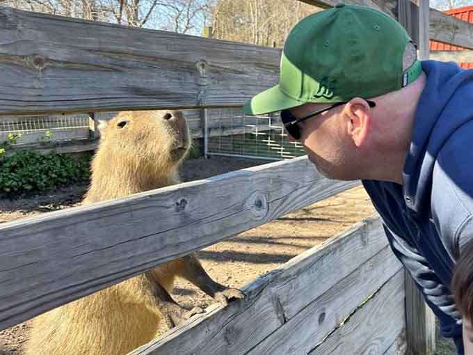 The capybara: nature's reminder that being chill and friendly gets you far in this chaotic world.