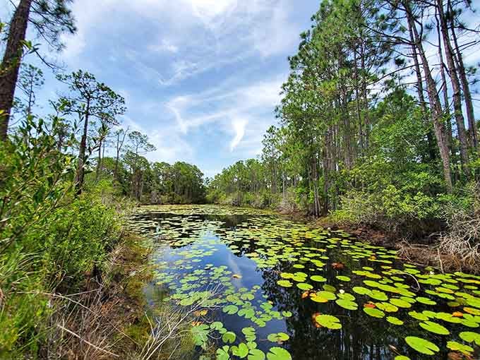 Lily pads dot the dark water like nature's own floating garden, creating a scene straight from a storybook.