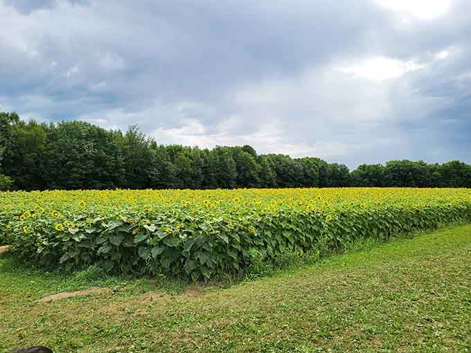 Making memories that'll outlast any theme park photo, minus the overpriced souvenir shop afterward.