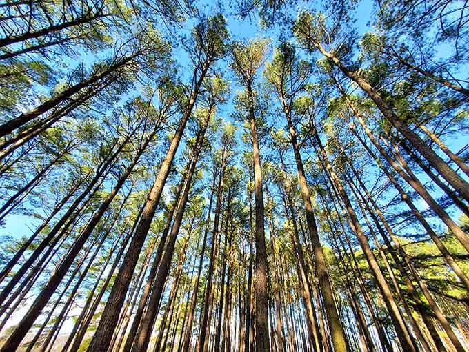Looking up through towering pines reminds you that nature's architecture beats anything humans have ever designed.