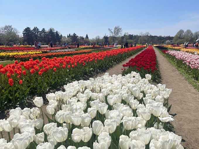 Veldheer Tulip Gardens bursts with color, neat rows of blooms stretching out, inviting slow strolls and plenty of cheerful spring photos.