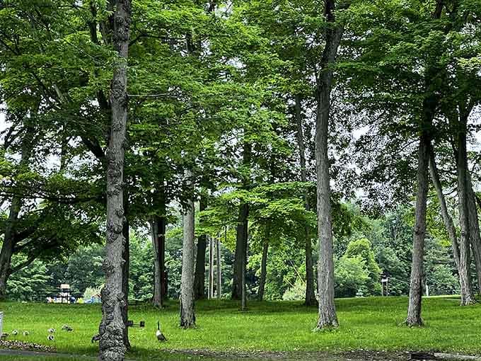 Tall trees and dappled sunlight create the kind of cathedral that doesn't require a dress code or donation basket.