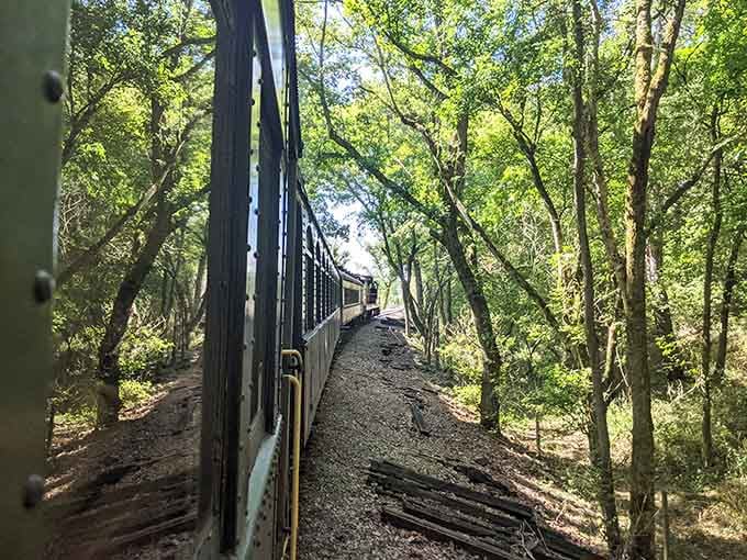 Trees tunnel overhead like nature's own cathedral, turning a simple train ride into pure magic.
