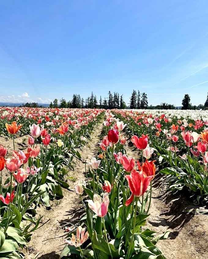 Clear skies and endless tulips create the kind of view that makes your camera work overtime.