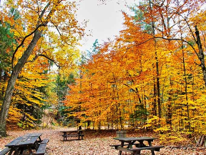 Fall foliage turns the picnic area into nature's own cathedral, complete with the best ceiling money can't buy.