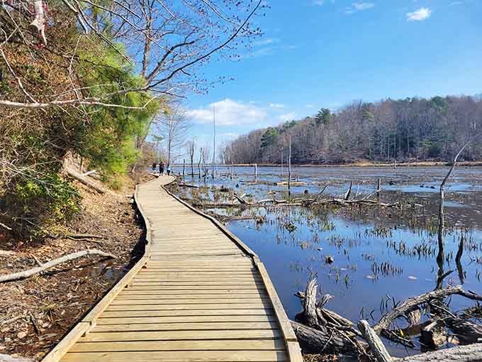 A wooden boardwalk curves along the shoreline, offering peaceful views of the water and ancient stumps rising like sculptures.