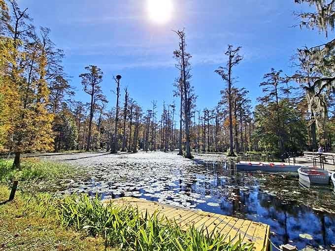 Cypress trees rise from dark water like nature's own skyscrapers, their reflections creating a mirror world below.