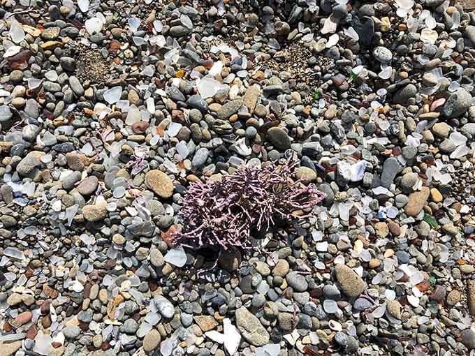 Tiny shells and pebbles blanket the shore, creating a treasure-hunt scene full of coastal charm.