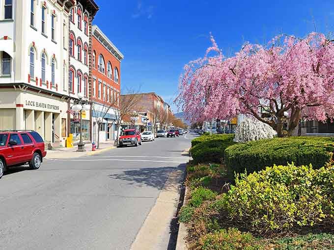 Pink blossoms explode along Main Street each spring, turning ordinary sidewalks into a floral parade route worth celebrating.