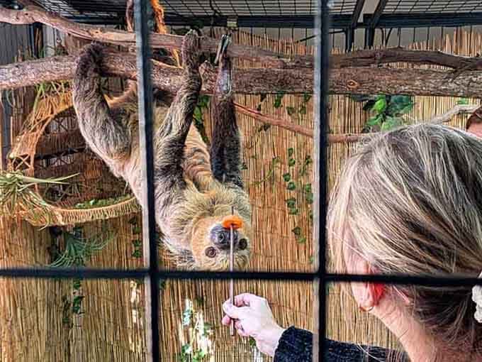 Meeting a sloth eye-to-eye through the enclosure creates an unexpectedly profound moment of slow-motion connection.