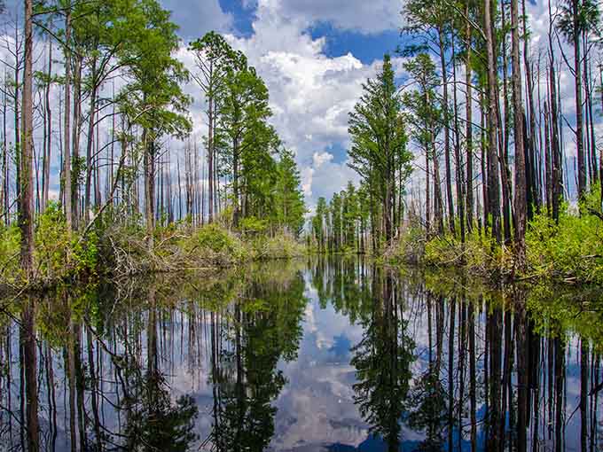 Mirror-perfect reflections double the beauty where cypress trees rise from still waters like ancient guardians of the wetlands.