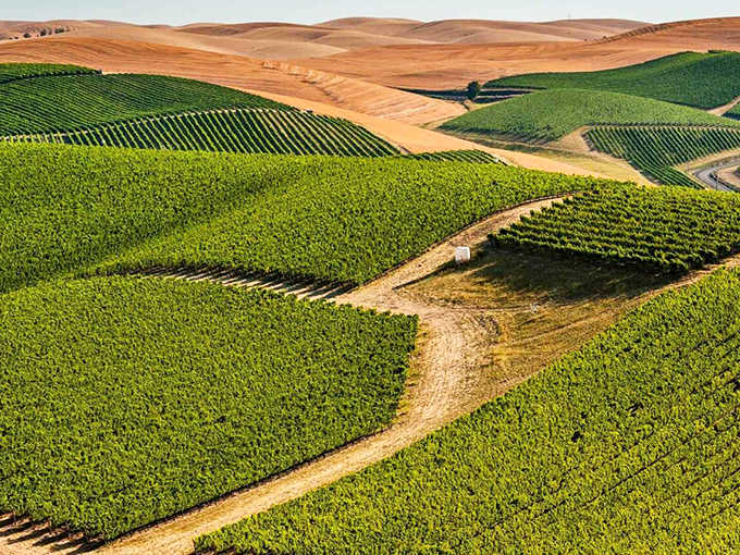 Rolling vineyard rows create green waves across golden hills that rival any Tuscan countryside you've ever imagined.